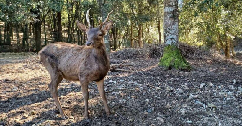 Cagliari: hiking on the deers' trail in Sette Fratelli Park - An In-Depth Look at the Sette Fratelli Park Experience