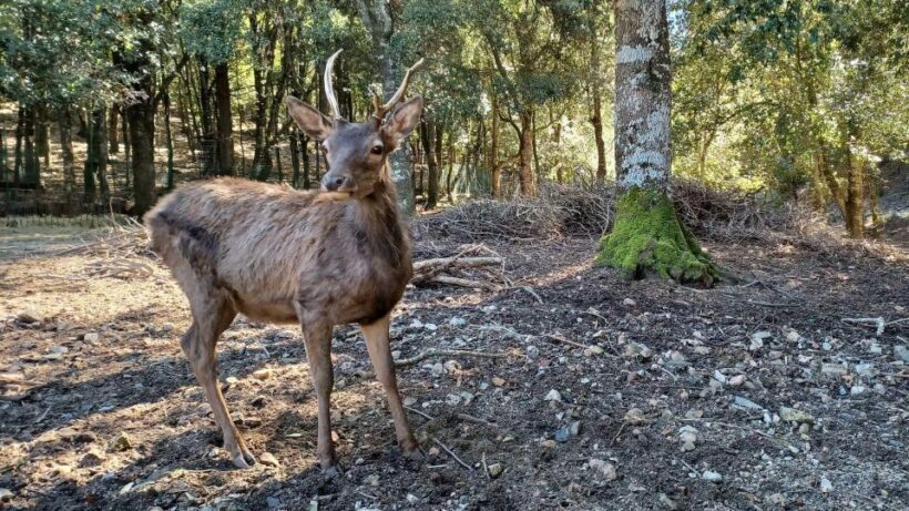 Cagliari: hiking on the deers' trail in Sette Fratelli Park - FAQs