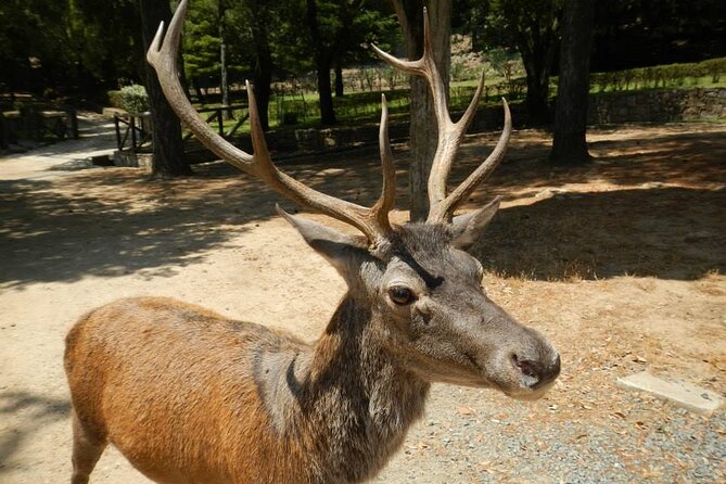 Cagliari: Nuraghe Private Tour of Sardinia from Chia - An In-Depth Look at the Nuraghe Tour: What to Expect