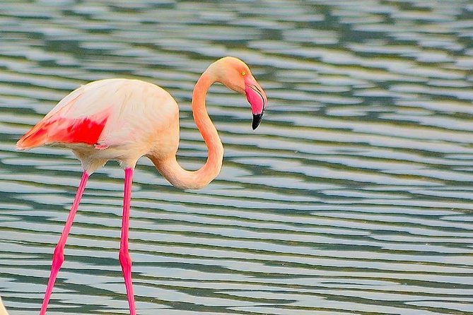 Cagliari: Quad Adventure Experience Review - Customer Reviews and Feedback