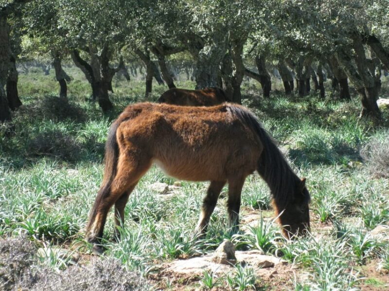 Cagliari: Su Nuraxi Barumini Unesco & Giara Horses 4h Tour - Practical Details & Value