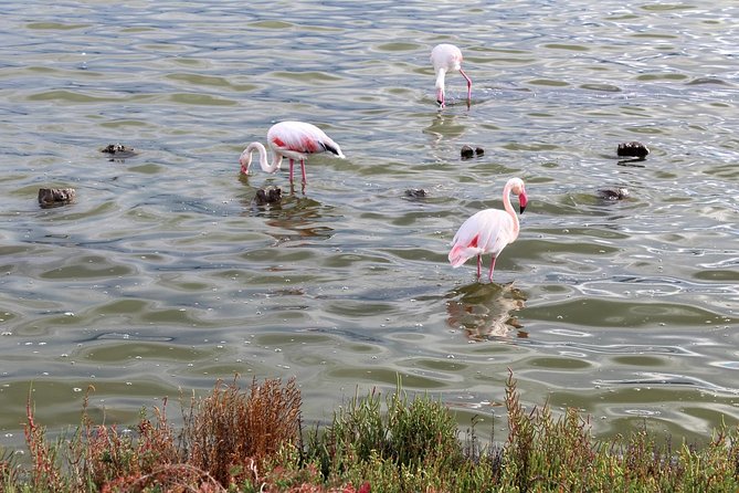 Cagliari urban trekking experience: the city you did not expect - What You Can Expect from the Tour Experience