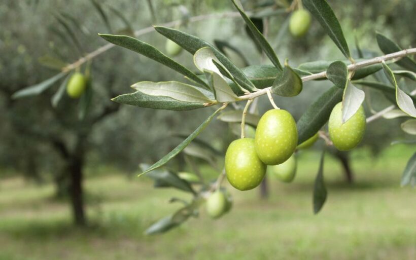 Cagliari: Wine, Cheese and Olive Oil Tasting Experience - FAQ