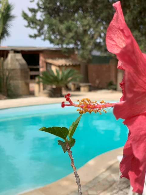 Cagliari: Workshop di pasta fresca tradizionale sarda - What’s Included and How It Works