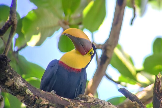 Cahuita National Park Hiking - Guided Wildlife Spotting
