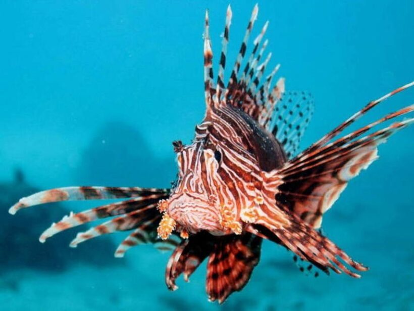 Cairns: 2-Day Great Barrier Reef Dive and Snorkel Boat Trip - Reviews and Authentic Feedback
