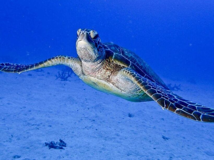 Cairns: 2-Day Great Barrier Reef Dive and Snorkel Boat Trip - Practical Tips and Considerations