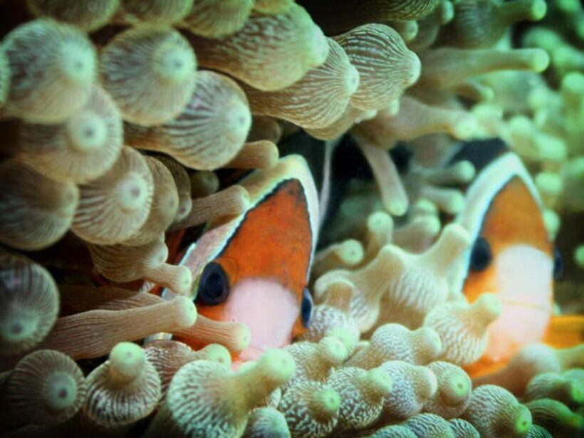 Cairns: 2-Day Great Barrier Reef Dive and Snorkel Boat Trip - In The Sum Up: Who Is This Tour Best For?