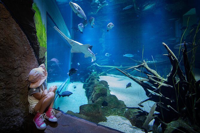 Cairns Aquarium Admission Ticket - Authenticity and Educational Value