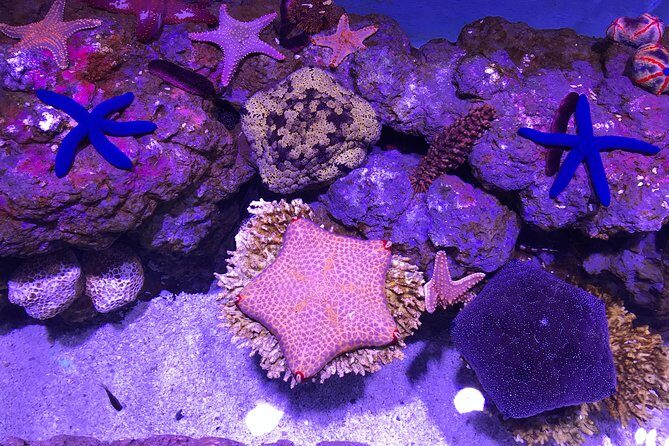Cairns Aquarium Admission Ticket - What Could Be Improved?