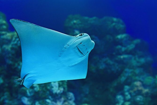 Cairns Aquarium Admission Ticket - Final Thoughts: Is It Worth It?