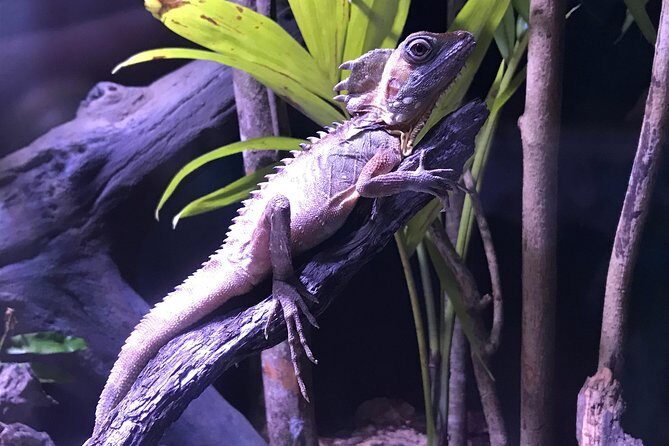 Cairns Aquarium Admission Ticket - Who Should Visit Cairns Aquarium?