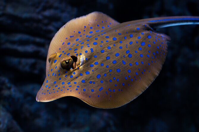 Cairns Aquarium by Twilight Tour - An In-Depth Look at the Cairns Aquarium by Twilight Tour