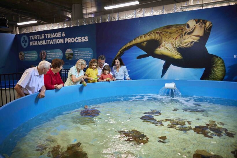 Cairns: Aquarium Entry Ticket and Turtle Rehabilitation Tour - Discovering Cairns Aquarium: What Makes It Special