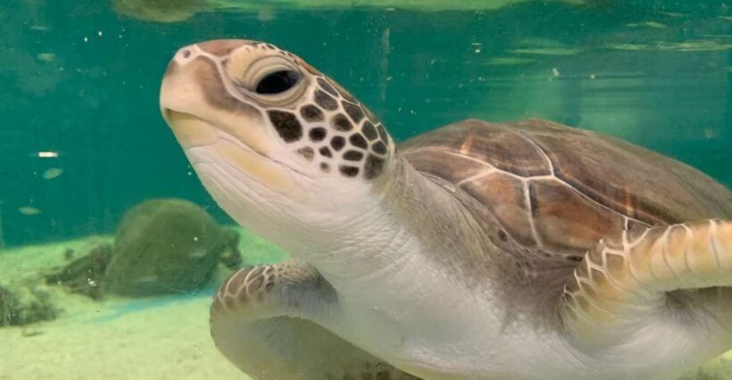 Cairns: Aquarium Entry Ticket and Turtle Rehabilitation Tour - Review Highlights from Visitors