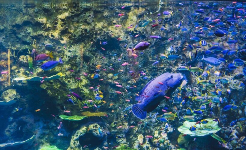 Cairns Aquarium General Admission Ticket - A Detailed Look at Cairns Aquarium