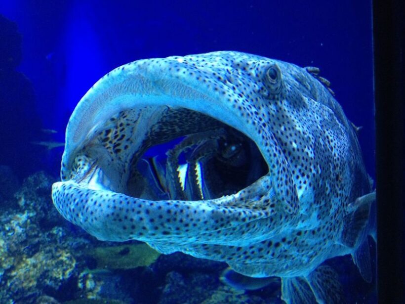 Cairns: Aquarium Guided Twilight Tour with 3-Course Dinner - What an Experience Looks Like
