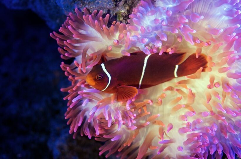 Cairns: Aquarium Guided Twilight Tour with 3-Course Dinner - What Makes It Stand Out?