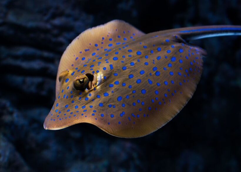 Cairns: Aquarium Guided Twilight Tour with 3-Course Dinner - Final Thoughts