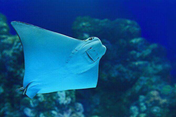 Cairns Aquarium Marine Life Encounter Ticket - What’s Included in the Experience?