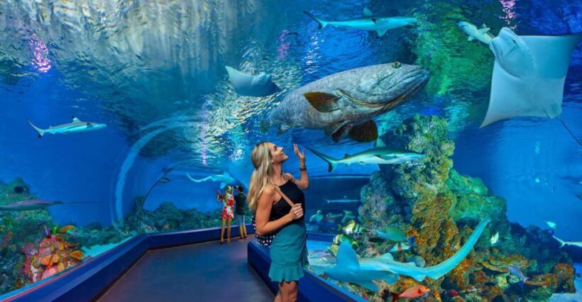 Cairns Aquarium Turtle Hospital and City Sightseeing Tour - A Practical Overview of the Tour