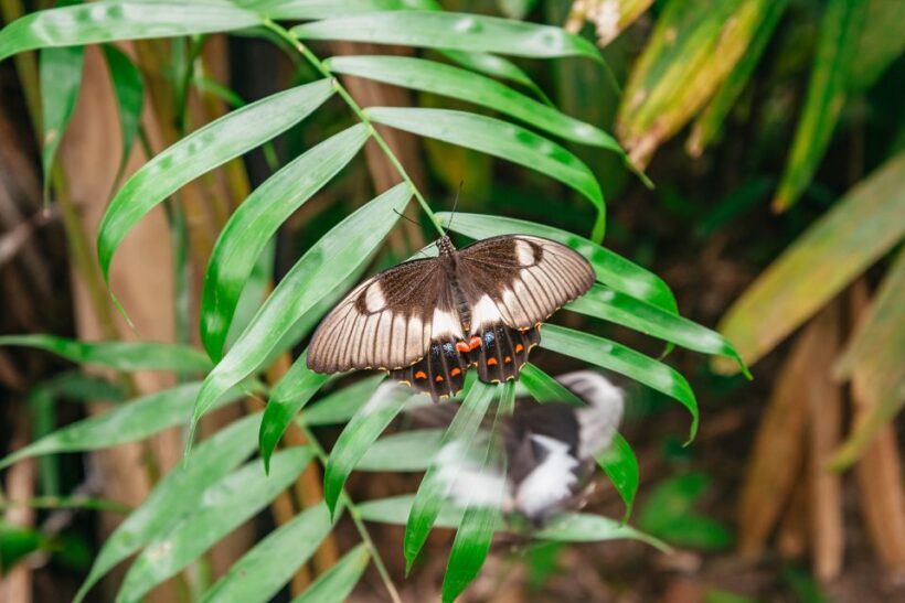 Cairns: Best of the Kuranda Rainforest Full-Day Tour & Lunch - FAQ