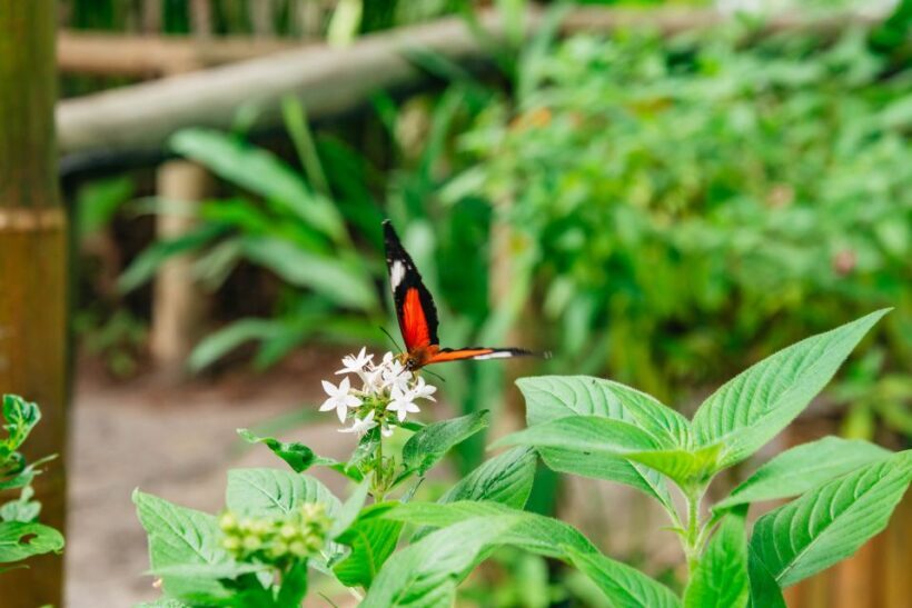 Cairns: Best of the Kuranda Rainforest Full-Day Tour & Lunch - Final Thoughts