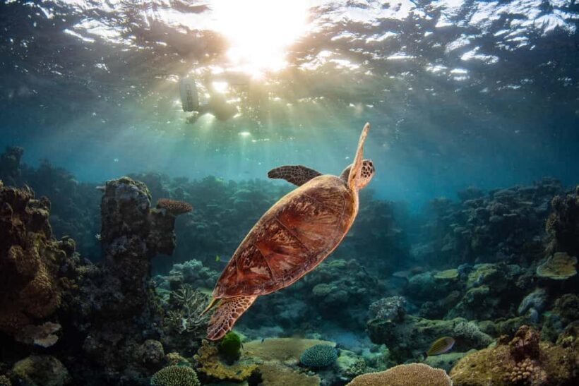 Cairns: Best Value All-inclusive Reef Trip With Scuba Dive - Who Will Love This Tour?