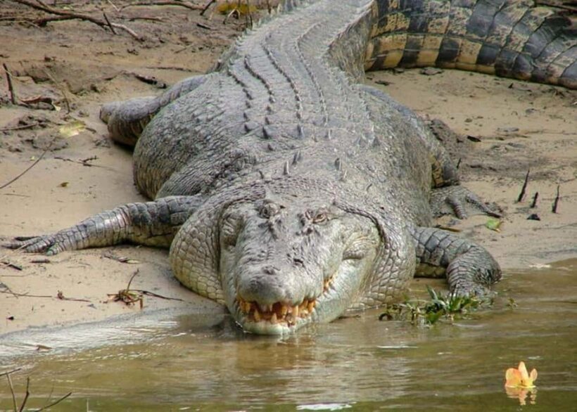Cairns: Cape Tribulation, Beaches, Crocs & Swimming Day Tour - Who Will Love This Tour?