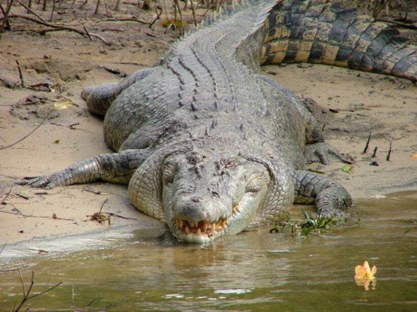 Cairns: Cape Tribulation, Beaches, Crocs & Swimming Day Tour - Evaluating the Value: Price, Content, and Experience
