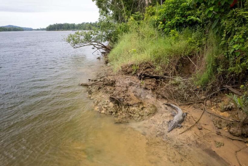 Cairns: Cape Tribulation, Beaches, Crocs & Swimming Day Tour - The Sum Up: Who Is This Tour For?