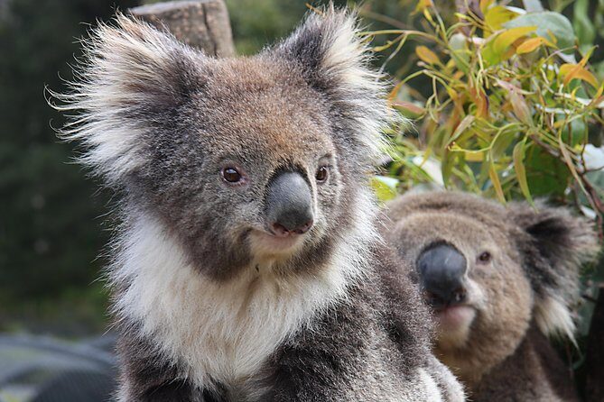 Cairns City Sights and Surrounds Tour - FAQ