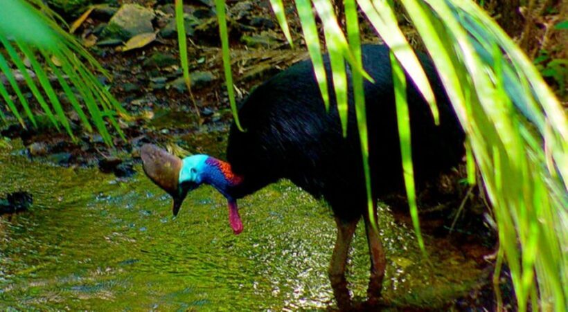 Cairns: Daintree, Mossman Gorge, & Cape Tribulation Day Trip - Exploring the Daintree Rainforest