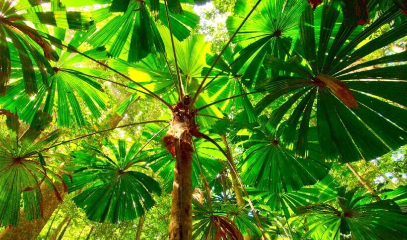 Cairns: Daintree, Mossman Gorge, & Cape Tribulation Day Trip - Cape Tribulation: Where Rainforest Meets Reef