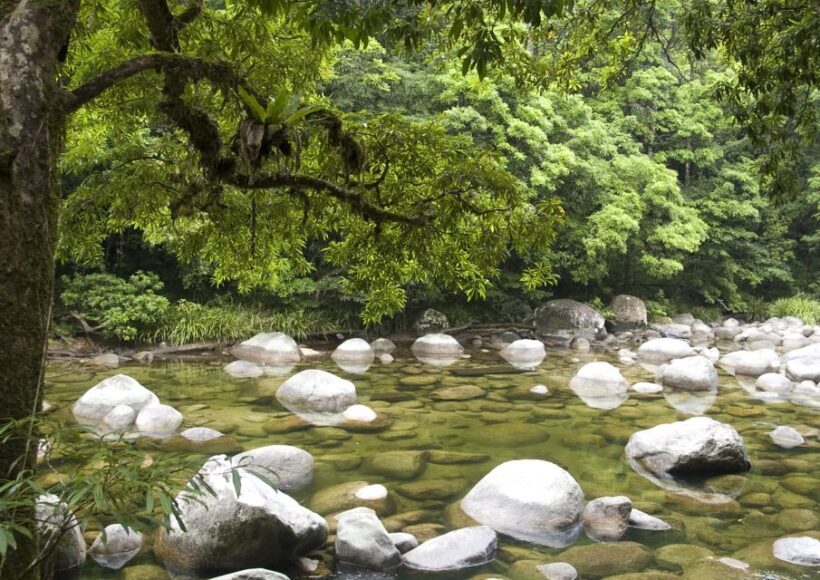 Cairns: Daintree, Mossman Gorge, & Cape Tribulation Day Trip - Is This Tour Worth It?