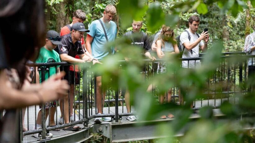 Cairns: Daintree Rainforest and Mossman Gorge Tour - Introduction