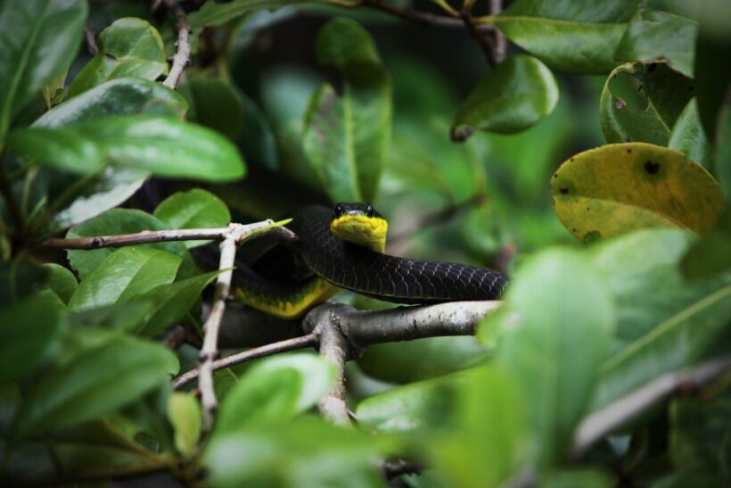 Cairns: Daintree Rainforest Wildlife Experience Cruise - Key Points