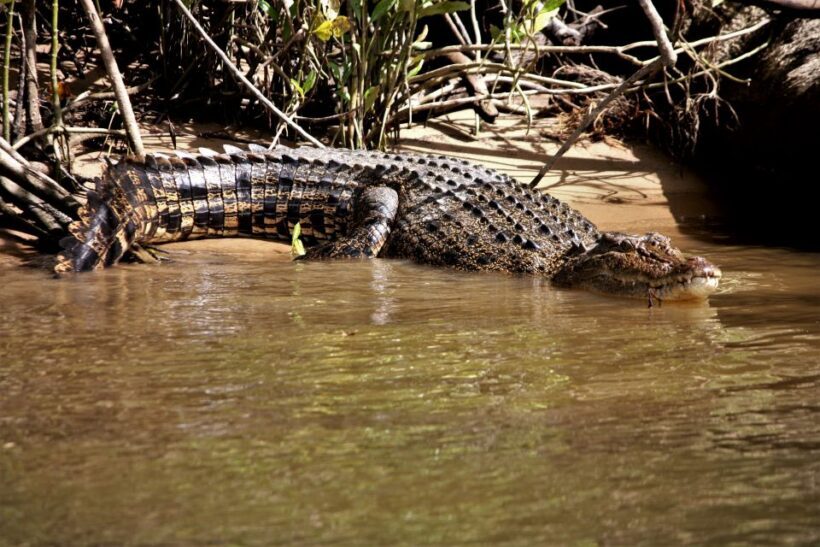 Cairns: Daintree Rainforest Wildlife Experience Cruise - An In-Depth Look at the Daintree Rainforest Wildlife Cruise