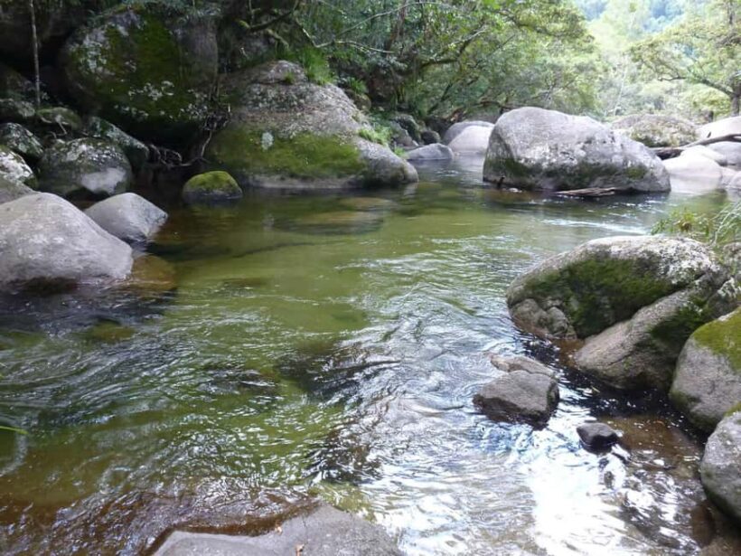 Cairns: Daintree River Cruise and Mossman Gorge - An Overview of the Cairns Daintree Experience