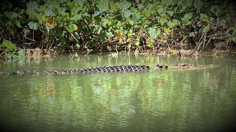 Cairns: Daintree River Cruise and Mossman Gorge - Why This Tour Offers Good Value