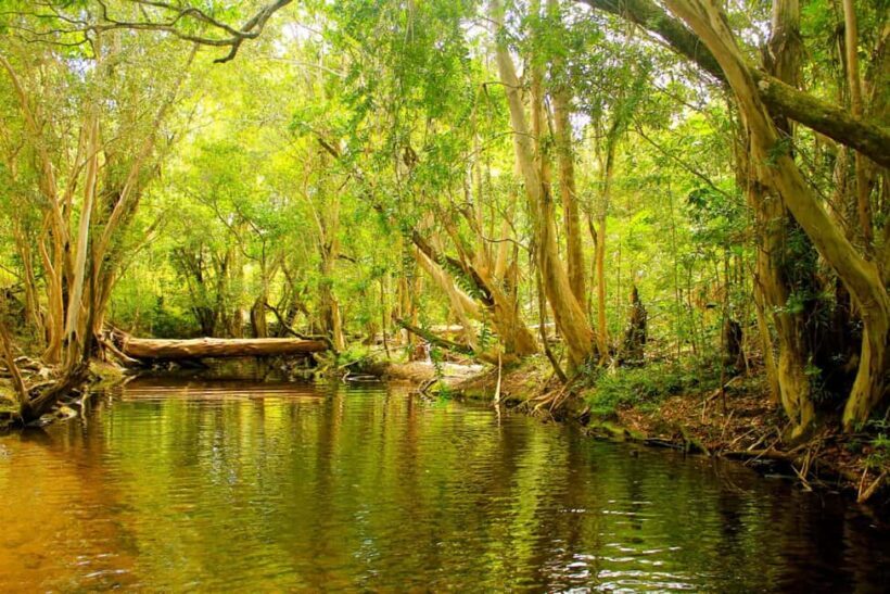 Cairns: Forest and Waterfalls Half-Day 4WD Guided Adventure - Authentic Experiences and Real Traveler Insights
