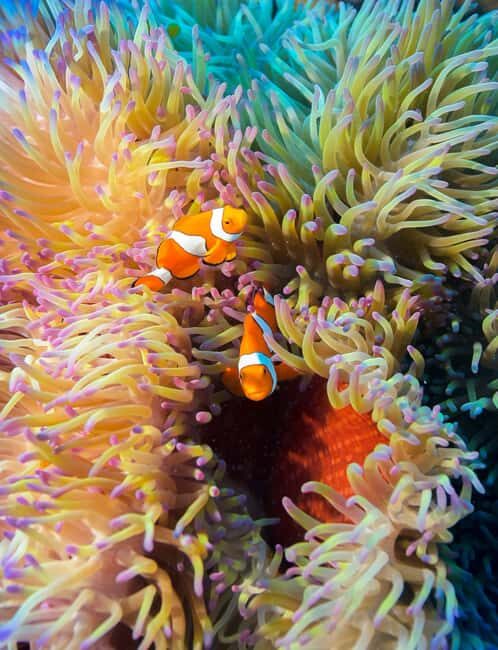 Cairns: Great Barrier Reef 5 Day Learn to Dive Course - Authentic Marine Encounters & Dive Sites