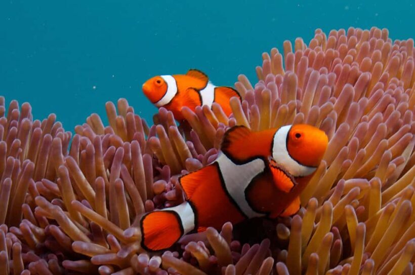 Cairns: Great Barrier Reef Overnight Snorkeling Boat Trip - Practical Tips for Your Trip