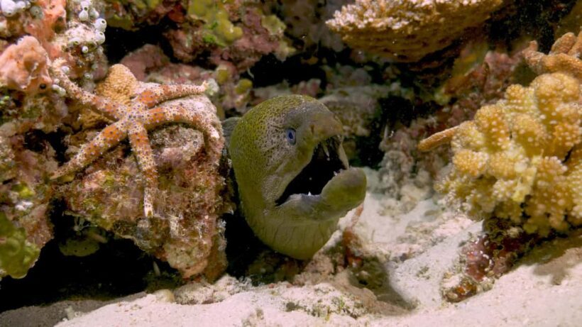 Cairns: Great Barrier Reef Overnight Snorkeling Boat Trip - Frequently Asked Questions
