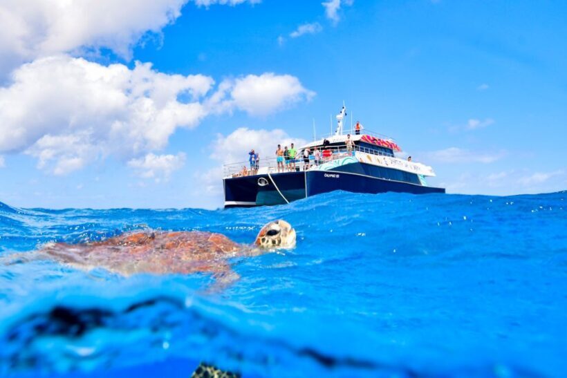 Cairns: Great Barrier Reef Snorkeling Cruise with Lunch - FAQ