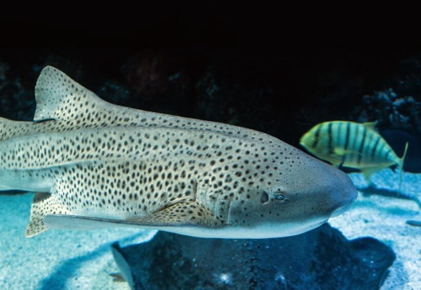 Cairns: Guided Twilight Tour of the Aquarium - An In-Depth Look at the Cairns Aquarium Twilight Tour