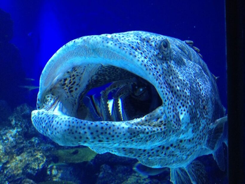 Cairns: Guided Twilight Tour of the Aquarium - FAQ - Frequently Asked Questions