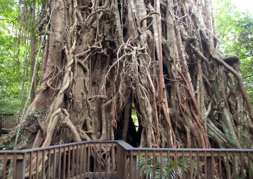 Cairns: Half-Day 4WD Rainforest & Waterfall Tour - A Detailed Look at What to Expect