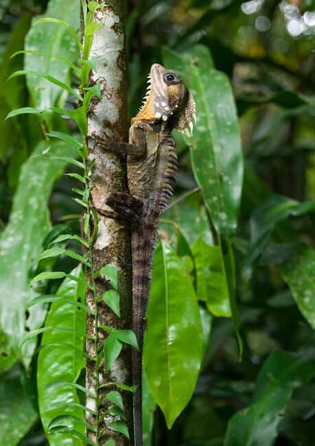 Cairns: Half-Day 4WD Rainforest & Waterfall Tour - Is This Tour Worth It?