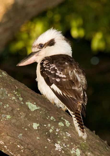 Cairns: Half-Day 4WD Rainforest & Waterfall Tour - Who Should Consider This Tour?
